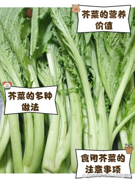 芥菜是什么菜_芥菜和盖菜的区别-第3张图片-山城妙识