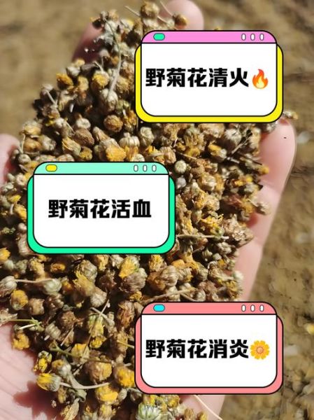 野菊花图片及功效_野菊花泡水喝有什么禁忌-第1张图片-山城妙识 野菊花图片及功效_野菊花泡水喝有什么禁忌-第1张图片-山城妙识