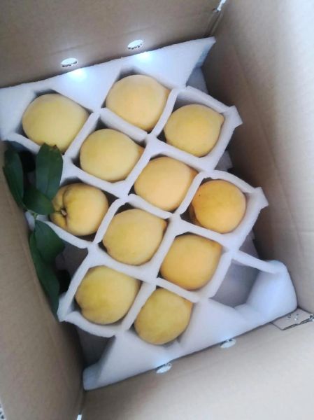 黄桃怎么保存_黄桃可以放冰箱吗-第3张图片-山城妙识