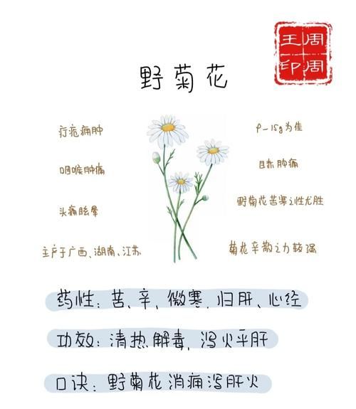 野菊花图片及功效_野菊花泡水喝有什么禁忌-第2张图片-山城妙识 野菊花图片及功效_野菊花泡水喝有什么禁忌-第2张图片-山城妙识