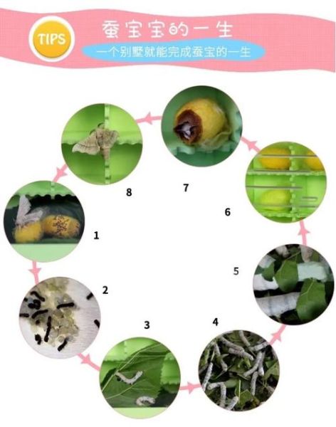 蚕图片大全大图_蚕的生长过程图片-第3张图片-山城妙识