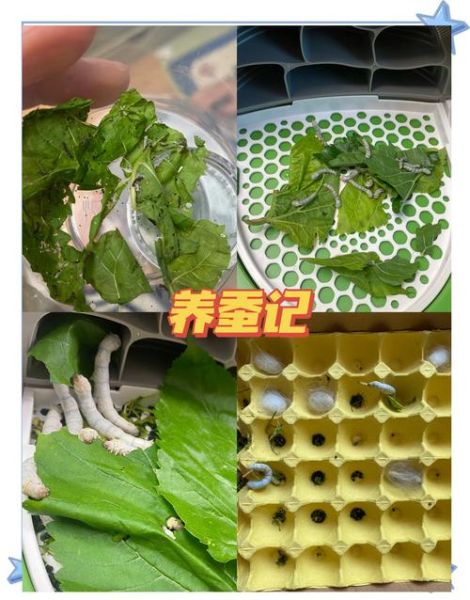 蚕图片大全大图_蚕的生长过程图片-第2张图片-山城妙识