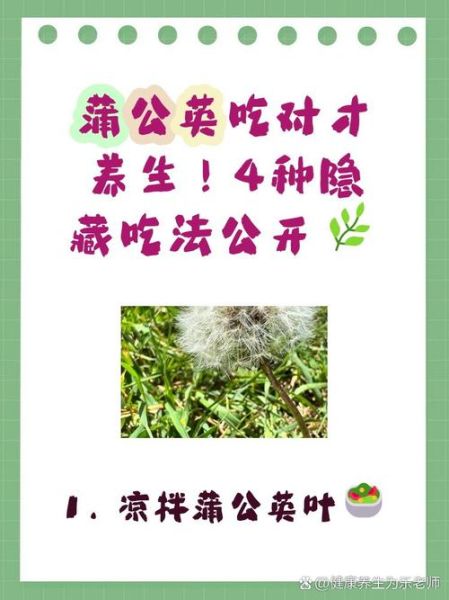 蒲公英怎么吃_蒲公英的食用做法大全-第3张图片-山城妙识