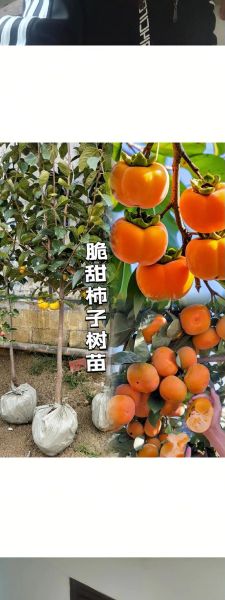 柿子怎么揽才能又脆又甜_家庭揽柿子秘诀-第1张图片-山城妙识 柿子怎么揽才能又脆又甜_家庭揽柿子秘诀-第1张图片-山城妙识