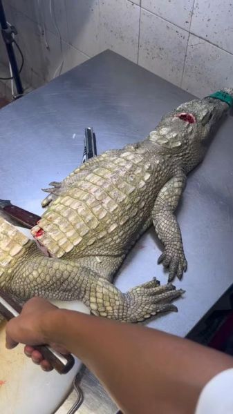 鳄鱼肉多少钱一斤_鳄鱼肉价格为什么这么贵-第1张图片-山城妙识 鳄鱼肉多少钱一斤_鳄鱼肉价格为什么这么贵-第1张图片-山城妙识
