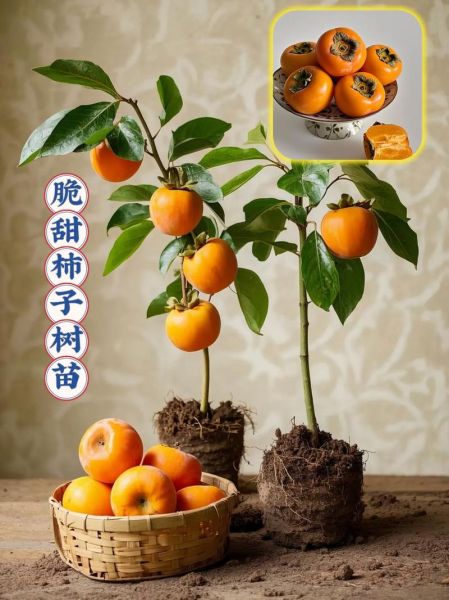 柿子怎么揽才能又脆又甜_家庭揽柿子秘诀-第3张图片-山城妙识 柿子怎么揽才能又脆又甜_家庭揽柿子秘诀-第3张图片-山城妙识