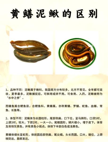 鳝鱼的功效与作用_鳝鱼怎么吃最营养-第1张图片-山城妙识
