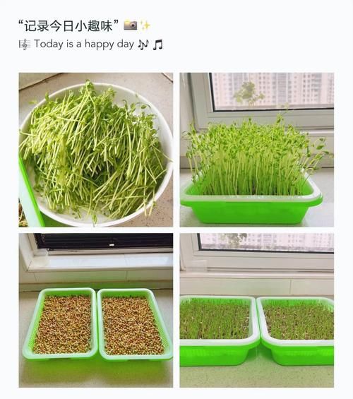 豌豆芽苗菜怎么种_豌豆芽苗菜种植视频教程-第1张图片-山城妙识