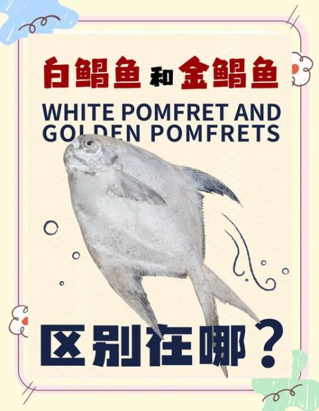 鲳鱼有几个品种_常见鲳鱼种类区别-第3张图片-山城妙识