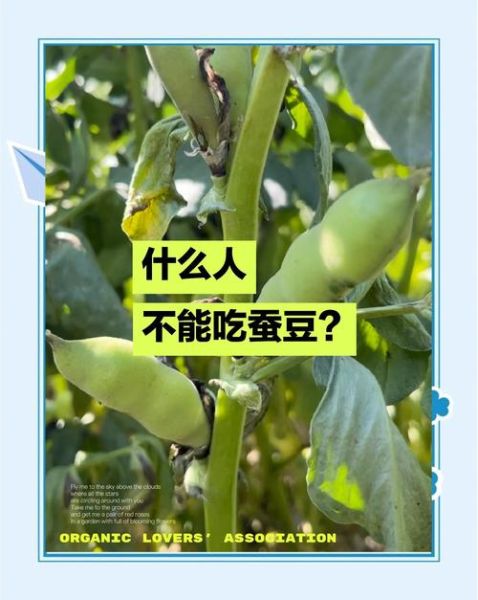蚕豆病不能吃什么_蚕豆病禁忌食物表-第3张图片-山城妙识