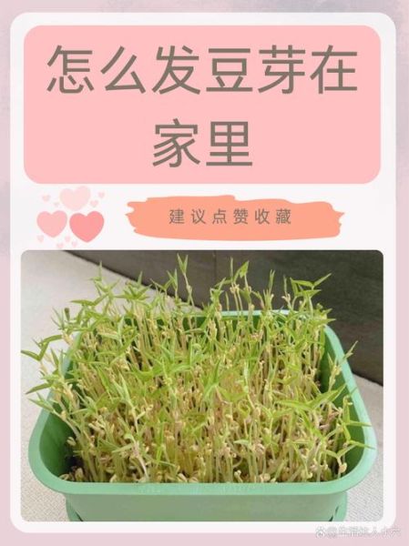 发绿豆芽最简单的方法_绿豆芽怎么发最快-第1张图片-山城妙识