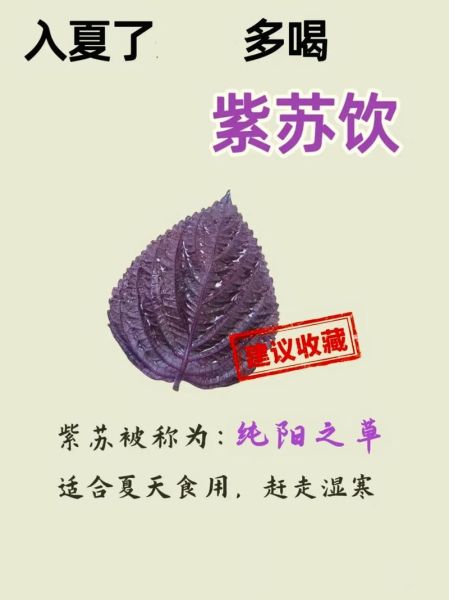 紫苏的功效与作用及食用方法_紫苏怎么吃最健康-第1张图片-山城妙识 紫苏的功效与作用及食用方法_紫苏怎么吃最健康-第1张图片-山城妙识