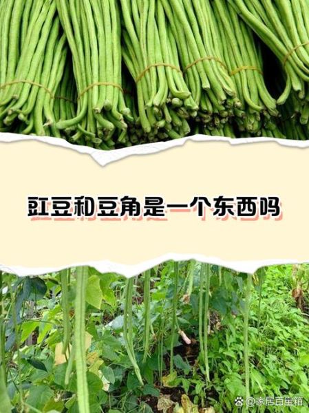 豇豆和豆角的区别_豇豆和豆角哪个更有营养-第2张图片-山城妙识