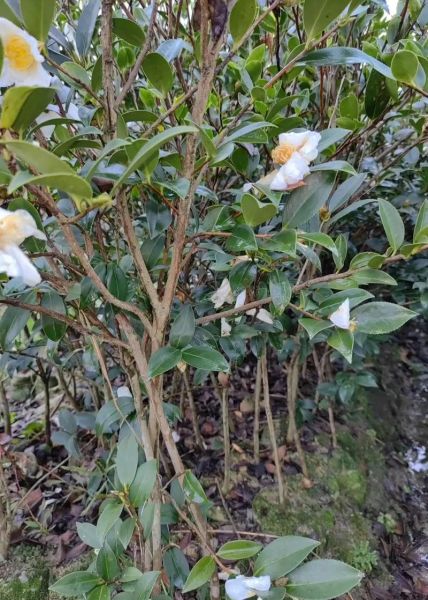 油茶苗怎么种_油茶苗种植时间和方法-第1张图片-山城妙识