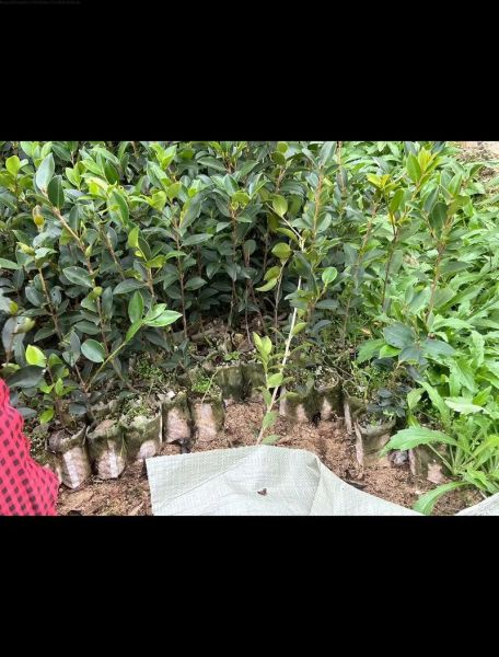 油茶苗怎么种_油茶苗种植时间和方法-第3张图片-山城妙识