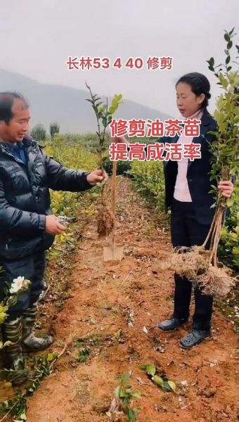 油茶苗怎么种_油茶苗种植时间和方法-第2张图片-山城妙识
