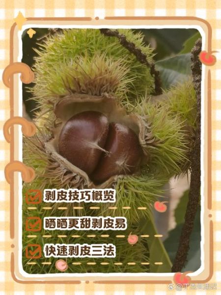 生毛栗子怎么剥皮快又干净_生栗子快速去皮方法-第3张图片-山城妙识
