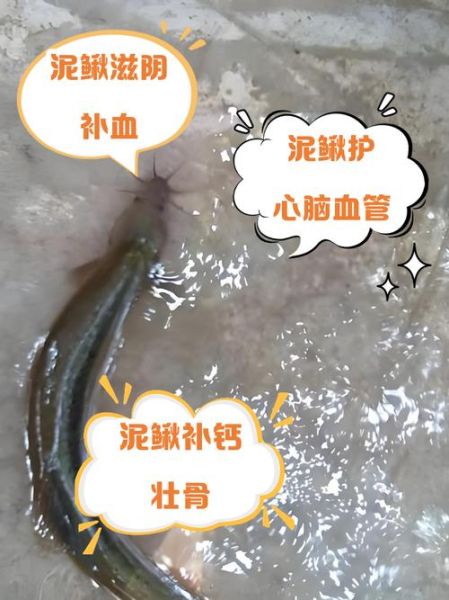 泥鳅抗癌是真的吗_泥鳅抗癌成分有哪些-第3张图片-山城妙识 泥鳅抗癌是真的吗_泥鳅抗癌成分有哪些-第3张图片-山城妙识