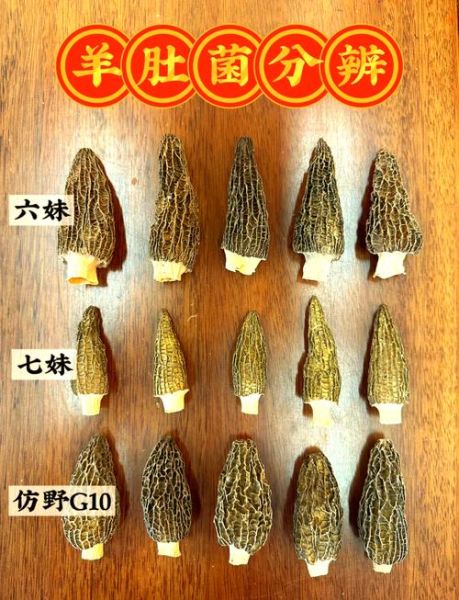 羊肚菌菇怎么挑选_羊肚菌菇图片真假对比-第1张图片-山城妙识 羊肚菌菇怎么挑选_羊肚菌菇图片真假对比-第1张图片-山城妙识