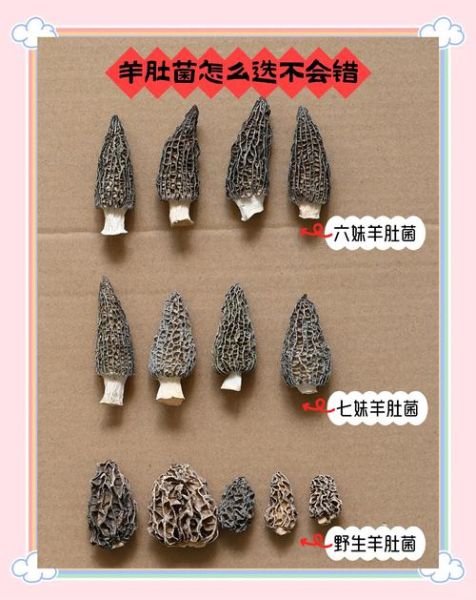 羊肚菌菇怎么挑选_羊肚菌菇图片真假对比-第2张图片-山城妙识 羊肚菌菇怎么挑选_羊肚菌菇图片真假对比-第2张图片-山城妙识