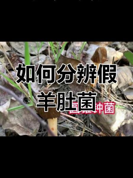 羊肚菌菇怎么挑选_羊肚菌菇图片真假对比-第3张图片-山城妙识 羊肚菌菇怎么挑选_羊肚菌菇图片真假对比-第3张图片-山城妙识