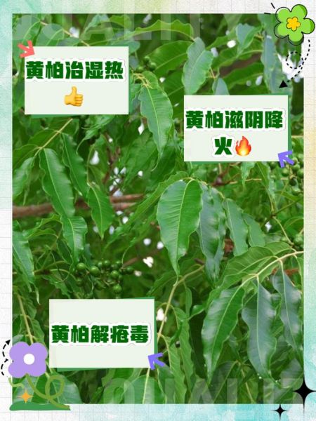 黄柏的功效与作用及禁忌_什么人不能吃黄柏-第2张图片-山城妙识 黄柏的功效与作用及禁忌_什么人不能吃黄柏-第2张图片-山城妙识