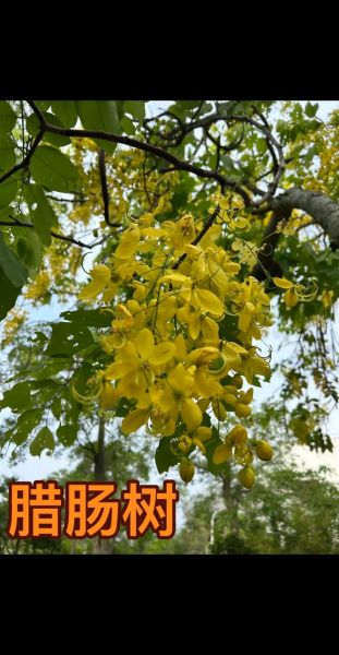 腊肠树花期是什么时候_腊肠树花期多久-第2张图片-山城妙识 腊肠树花期是什么时候_腊肠树花期多久-第2张图片-山城妙识