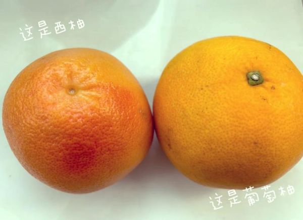 葡萄柚是什么水果_葡萄柚和西柚的区别-第2张图片-山城妙识