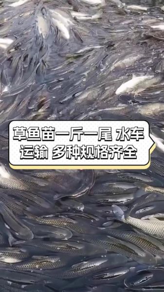 草鱼苗怎么挑选_草鱼苗价格多少钱一斤-第3张图片-山城妙识 草鱼苗怎么挑选_草鱼苗价格多少钱一斤-第3张图片-山城妙识