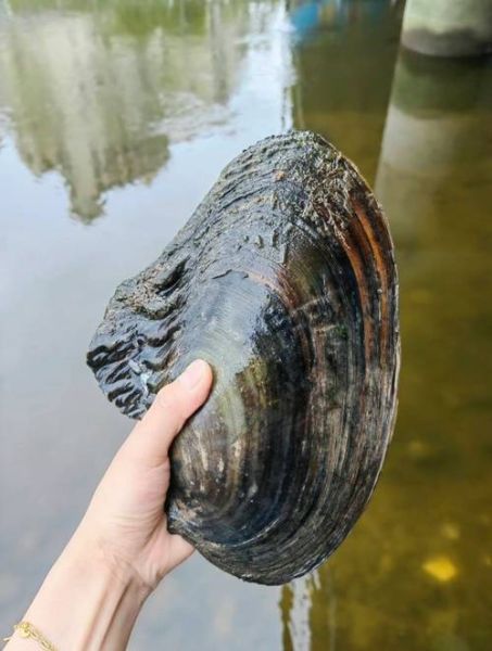 河蚌放在清水里能活吗_清水养河蚌能活多久-第1张图片-山城妙识 河蚌放在清水里能活吗_清水养河蚌能活多久-第1张图片-山城妙识