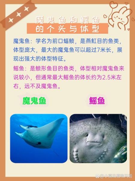 魔鬼鱼和鳐鱼的区别_如何一眼分辨-第1张图片-山城妙识 魔鬼鱼和鳐鱼的区别_如何一眼分辨-第1张图片-山城妙识