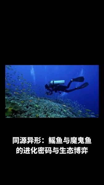 魔鬼鱼和鳐鱼的区别_如何一眼分辨-第2张图片-山城妙识 魔鬼鱼和鳐鱼的区别_如何一眼分辨-第2张图片-山城妙识