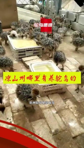 鸵鸟养殖需要办什么证_养鸵鸟要办哪些手续-第1张图片-山城妙识 鸵鸟养殖需要办什么证_养鸵鸟要办哪些手续-第1张图片-山城妙识