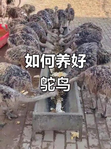 鸵鸟养殖需要办什么证_养鸵鸟要办哪些手续-第3张图片-山城妙识 鸵鸟养殖需要办什么证_养鸵鸟要办哪些手续-第3张图片-山城妙识