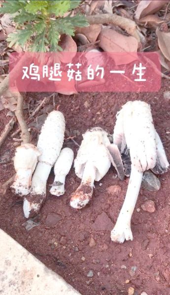 鸡腿菇不能和什么一起吃_鸡腿菇中毒症状-第3张图片-山城妙识 鸡腿菇不能和什么一起吃_鸡腿菇中毒症状-第3张图片-山城妙识