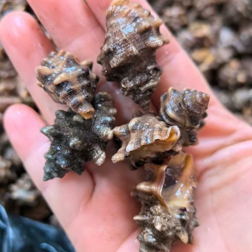 辣螺多少钱一斤_辣螺价格行情-第1张图片-山城妙识 辣螺多少钱一斤_辣螺价格行情-第1张图片-山城妙识