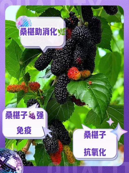 桑椹子图片_桑椹子功效与作用-第1张图片-山城妙识