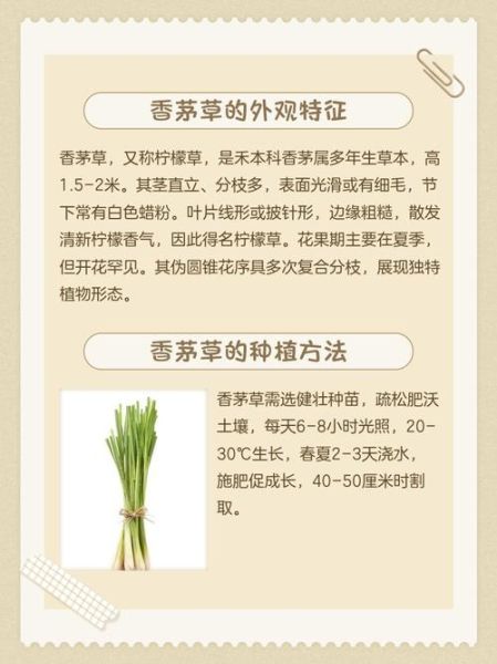 香草的功效与作用_香草有哪些药用价值-第3张图片-山城妙识
