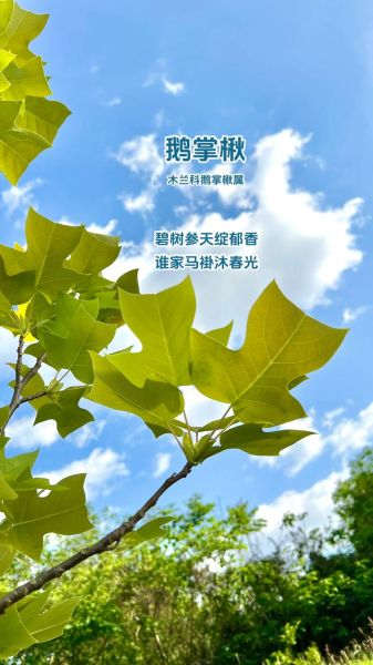 鹅掌楸木材价格_鹅掌楸木材优缺点-第2张图片-山城妙识