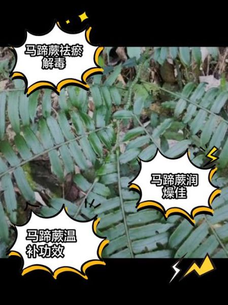 马蹄草副作用有哪些_马蹄草禁忌人群-第2张图片-山城妙识 马蹄草副作用有哪些_马蹄草禁忌人群-第2张图片-山城妙识