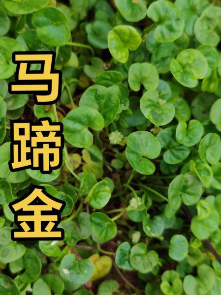 马蹄草副作用有哪些_马蹄草禁忌人群-第3张图片-山城妙识 马蹄草副作用有哪些_马蹄草禁忌人群-第3张图片-山城妙识