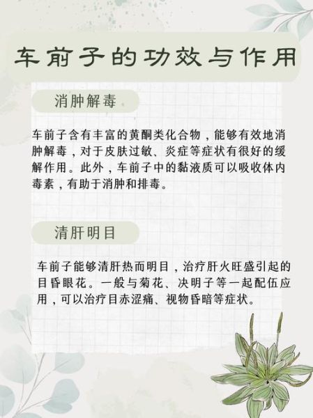 车前子能治疗哪些病_车前子泡水喝的功效-第1张图片-山城妙识 车前子能治疗哪些病_车前子泡水喝的功效-第1张图片-山城妙识