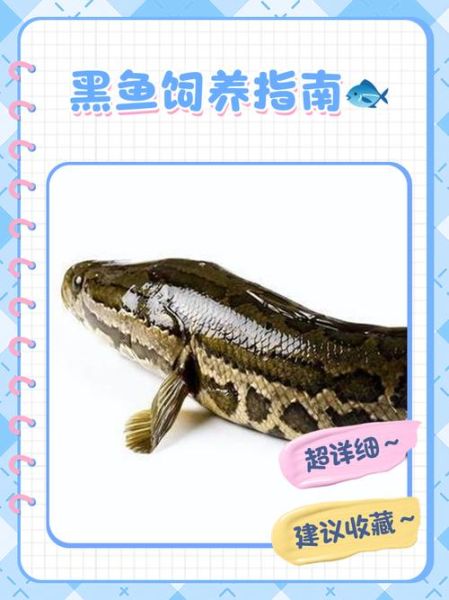 黑鱼的营养价值_黑鱼适合什么人吃-第2张图片-山城妙识 黑鱼的营养价值_黑鱼适合什么人吃-第2张图片-山城妙识