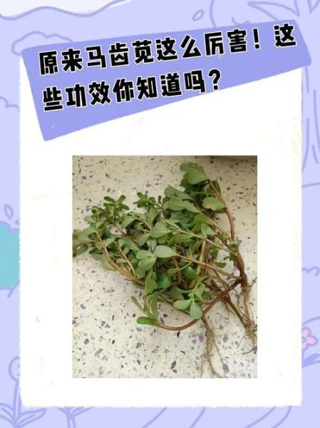 马齿苋的功效与作用及禁忌_什么人不能吃马齿苋-第1张图片-山城妙识 马齿苋的功效与作用及禁忌_什么人不能吃马齿苋-第1张图片-山城妙识