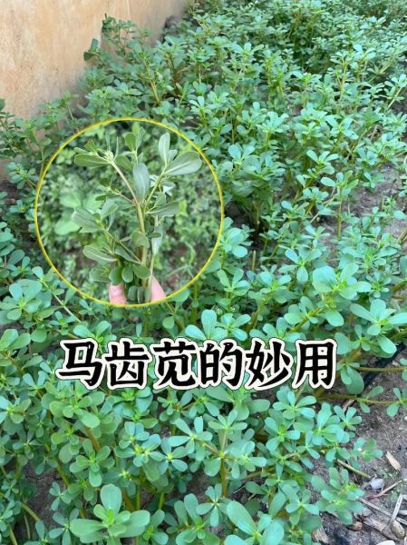 马齿苋的功效与作用及禁忌_什么人不能吃马齿苋-第2张图片-山城妙识 马齿苋的功效与作用及禁忌_什么人不能吃马齿苋-第2张图片-山城妙识