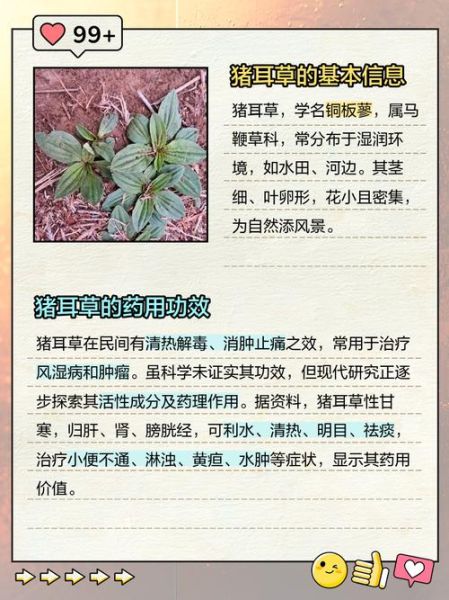 猪耳朵的营养价值_猪耳朵的功效与作用-第2张图片-山城妙识 猪耳朵的营养价值_猪耳朵的功效与作用-第2张图片-山城妙识
