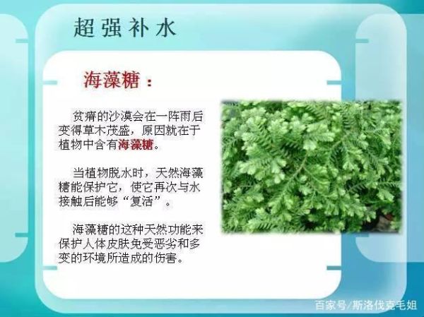 海藻糖对皮肤的作用_海藻糖修复屏障吗-第3张图片-山城妙识