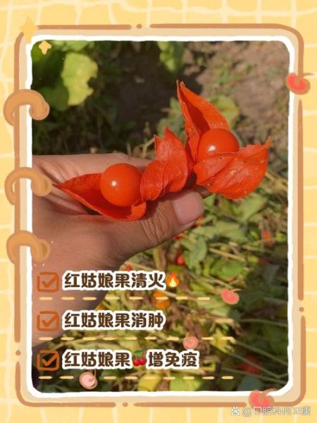 红姑娘怎么吃_红姑娘的正确吃法-第3张图片-山城妙识 红姑娘怎么吃_红姑娘的正确吃法-第3张图片-山城妙识