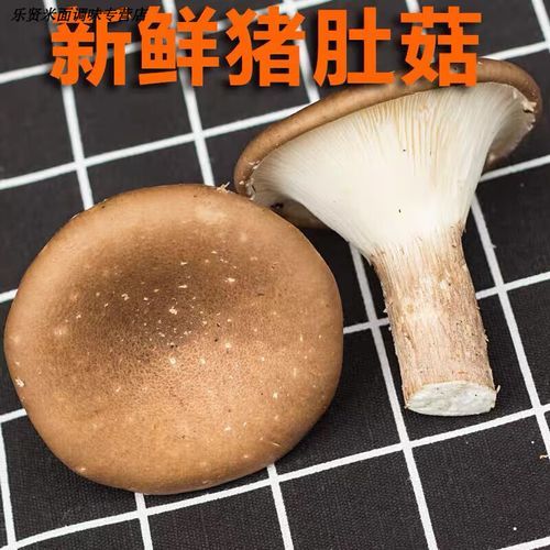 猪肚菇图片_如何辨别真假猪肚菇-第2张图片-山城妙识 猪肚菇图片_如何辨别真假猪肚菇-第2张图片-山城妙识