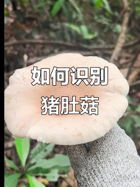 猪肚菇图片_如何辨别真假猪肚菇-第1张图片-山城妙识 猪肚菇图片_如何辨别真假猪肚菇-第1张图片-山城妙识